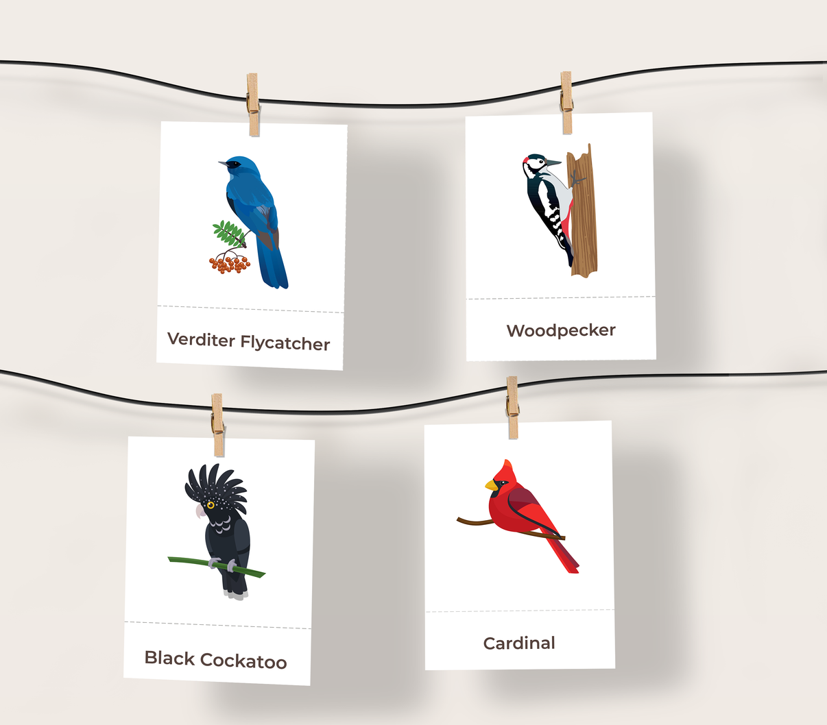 Birds of the World | Wildlife Education – O's Fun Planet